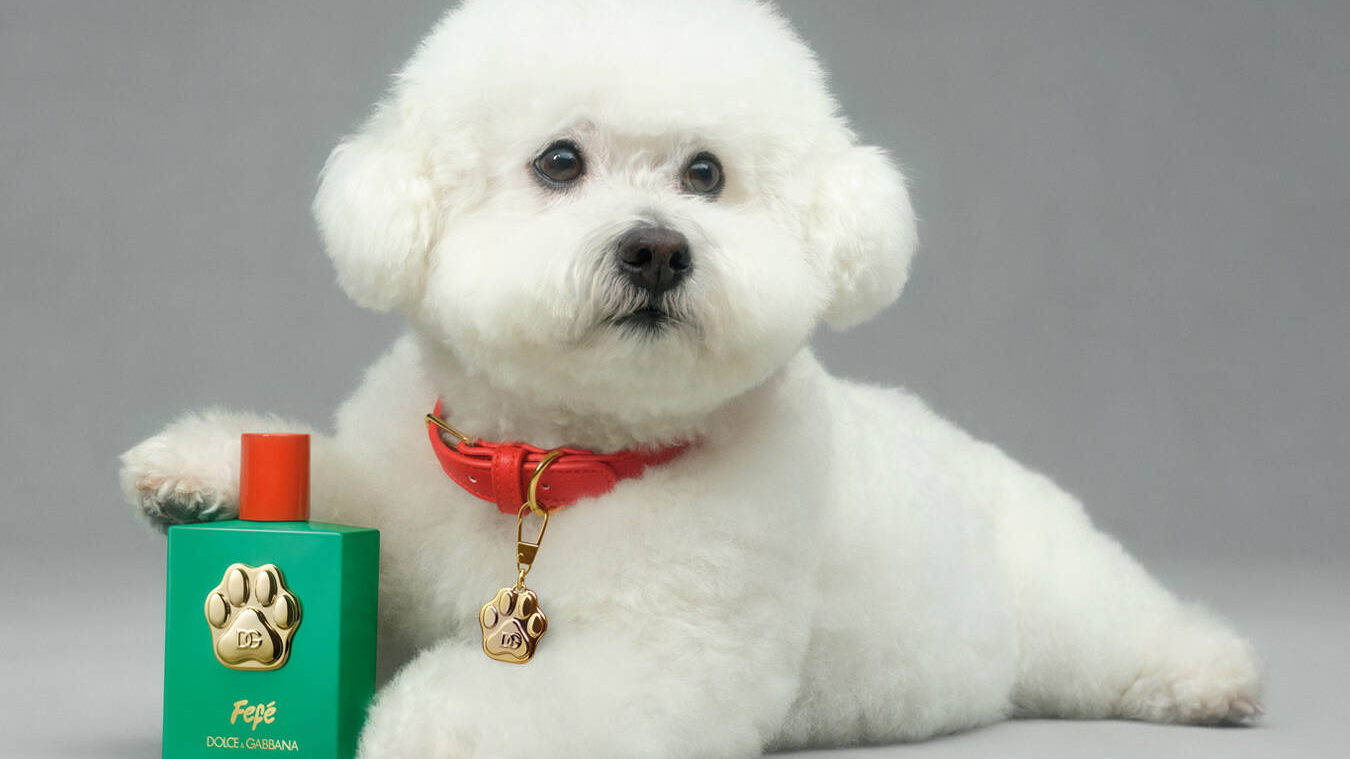 Dolce&Gabbana lance son premier parfum pour chien, voici Fefé